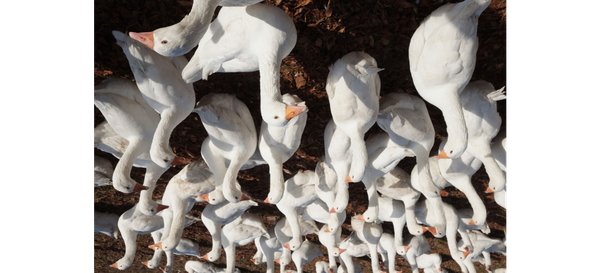 Duck, Duck, Goose: The Search for a Modern Electoral Theory